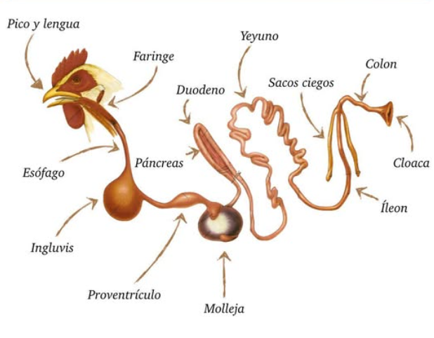 Sistema-Digestivo-del-pollo